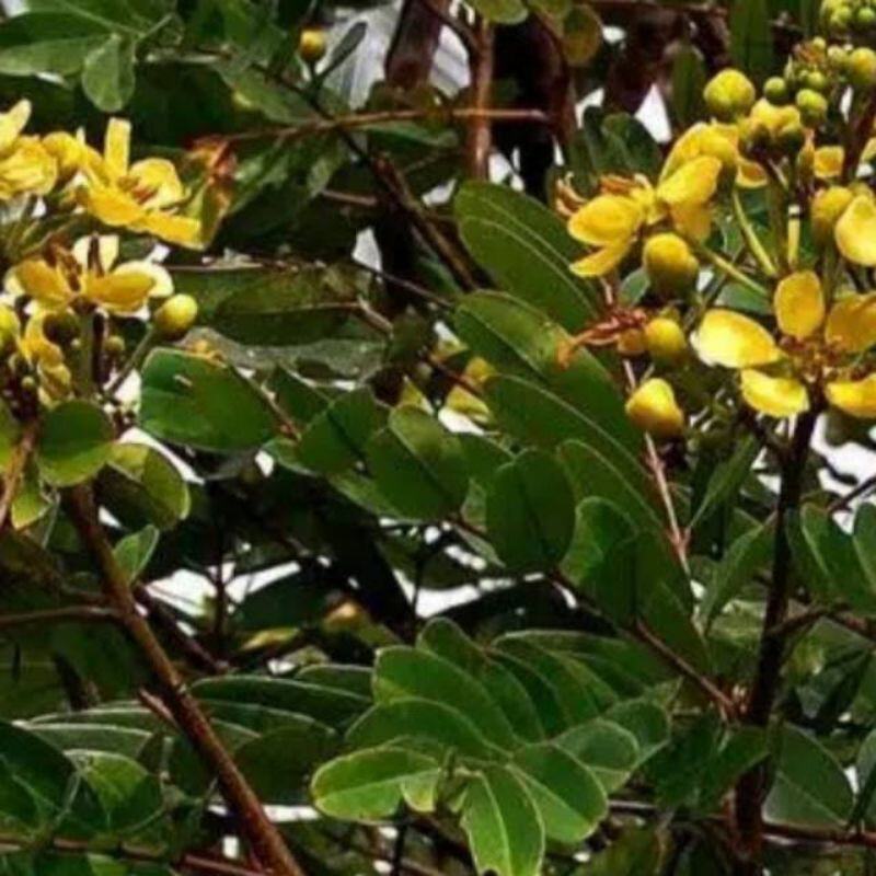 Daun johar segar 500 gram | Lazada Indonesia