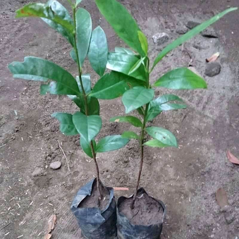 Tanaman daun salam | Lazada Indonesia