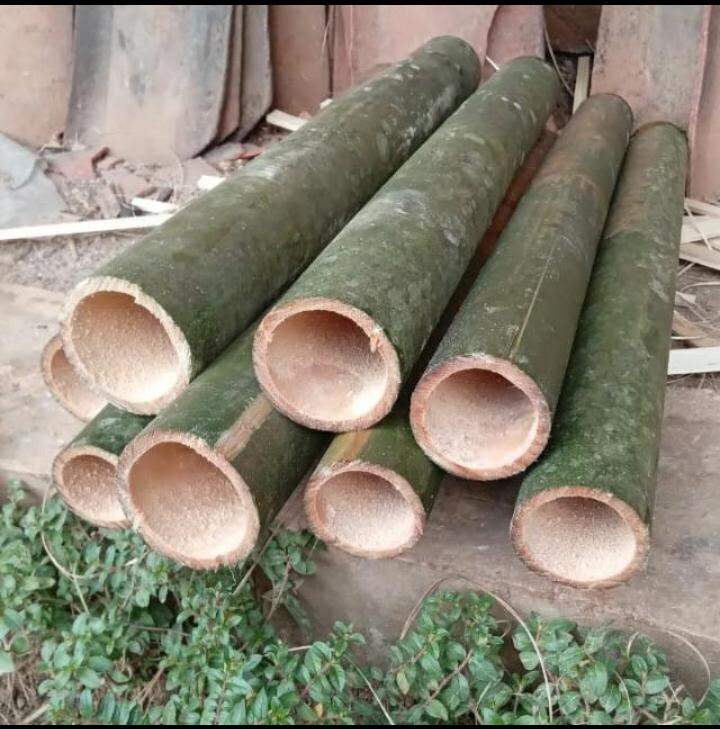 Bambu satu ruas bahan multi krajinan dan pralatan kbun | Lazada Indonesia