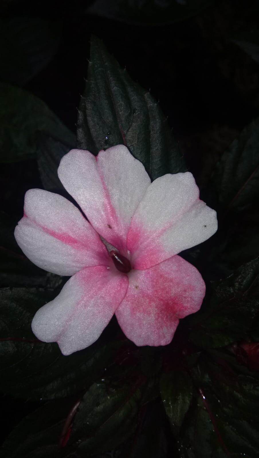 Tanaman Hias Bunga Pacar Air Bunga Iriancis Impatiens New Guinea ...