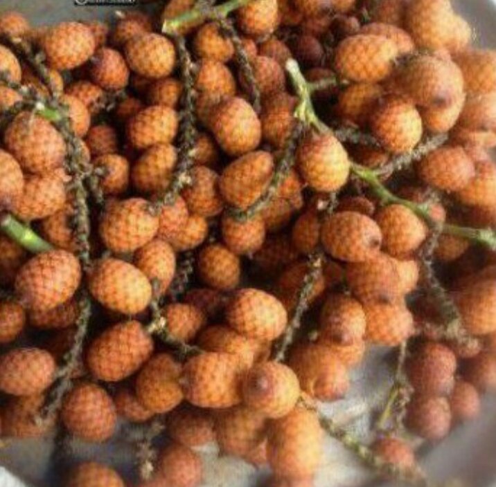 BUAH ROTAN ATAU JERNANG | Lazada Indonesia