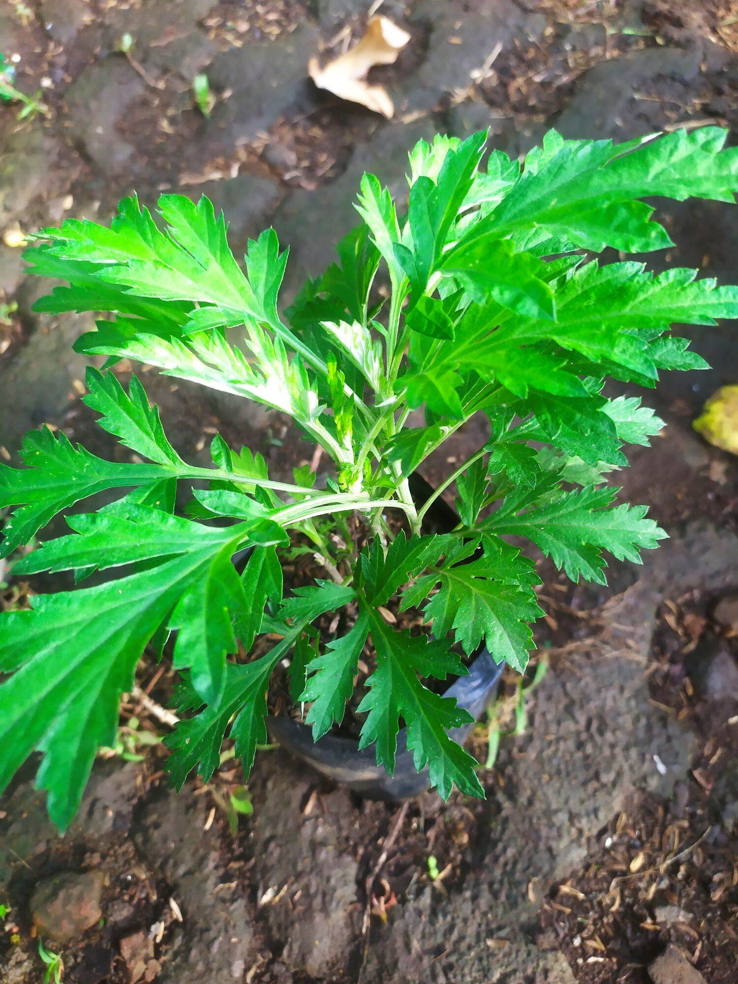 tanaman daun baru China pohon herbal baru China | Lazada Indonesia