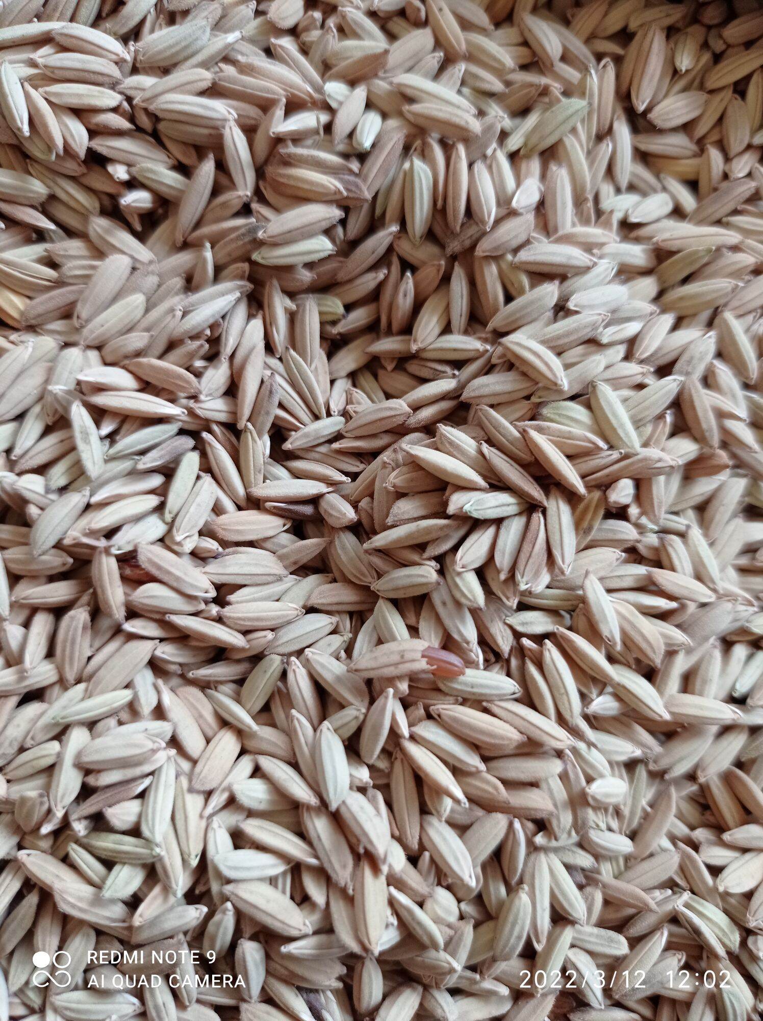 Bibit padi sawah, juga di ladang biji bulat walen. 100 hari panen pres ...