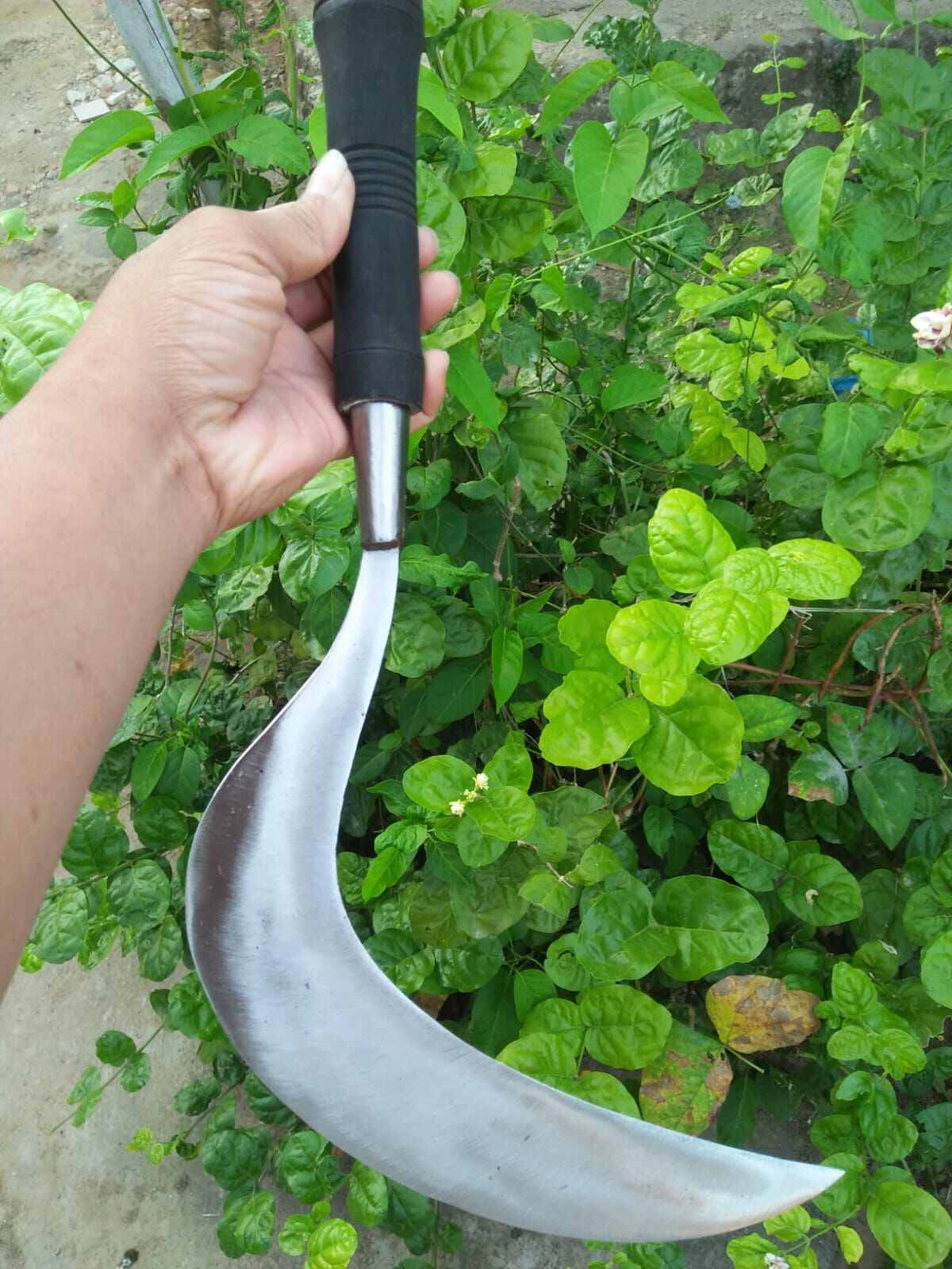 sabit rumput lebar | Lazada Indonesia