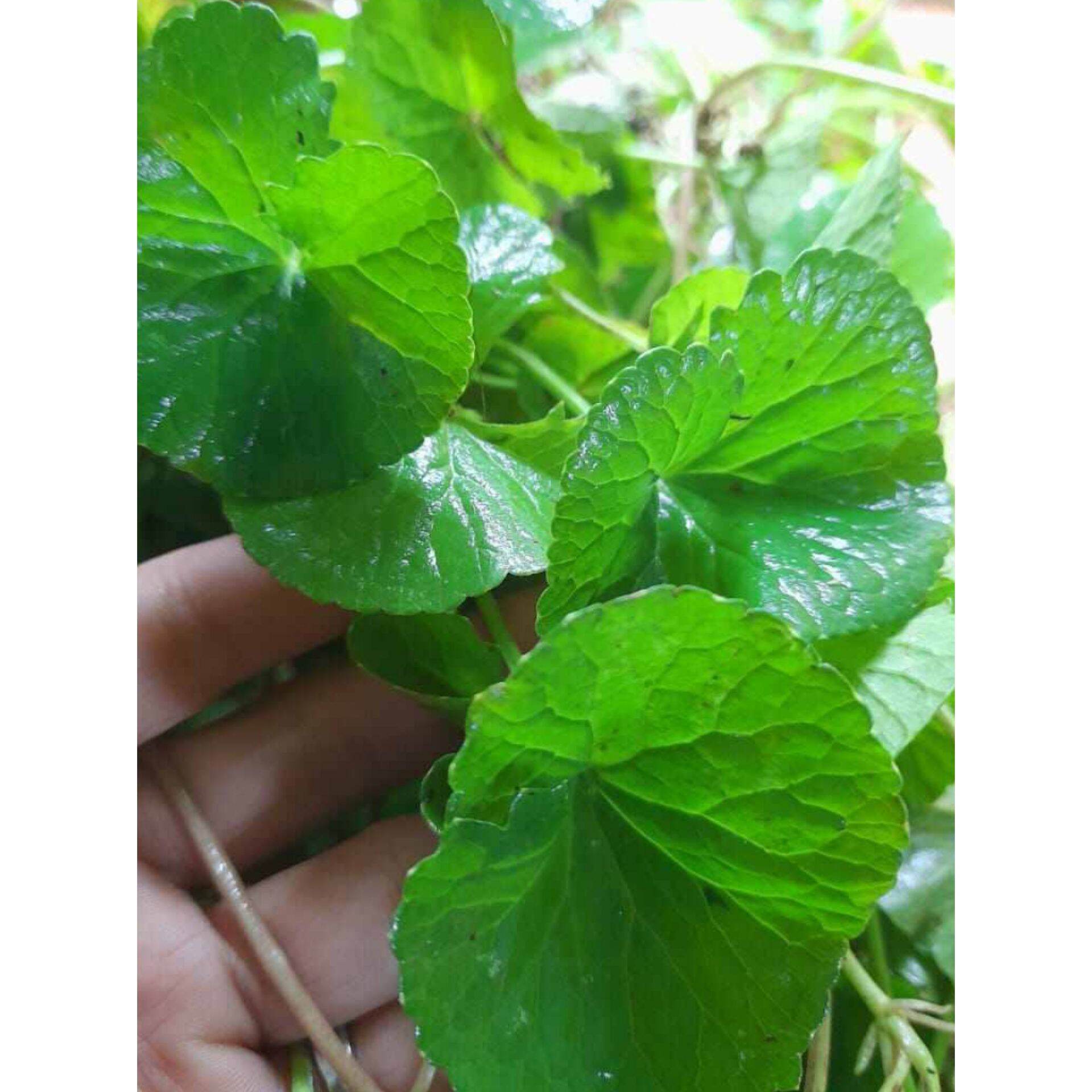 Daun pegagan daun antanan organik segar order baru petik per 1 kg ...