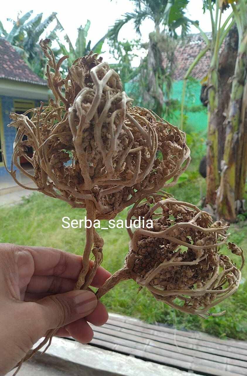 rumput fatimah asli arab herbal pelancar lahiran manjur | Lazada Indonesia