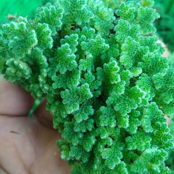 Bibit azolla super azola 1kg Pakan alternatif ikan, itik, dan unggas ...