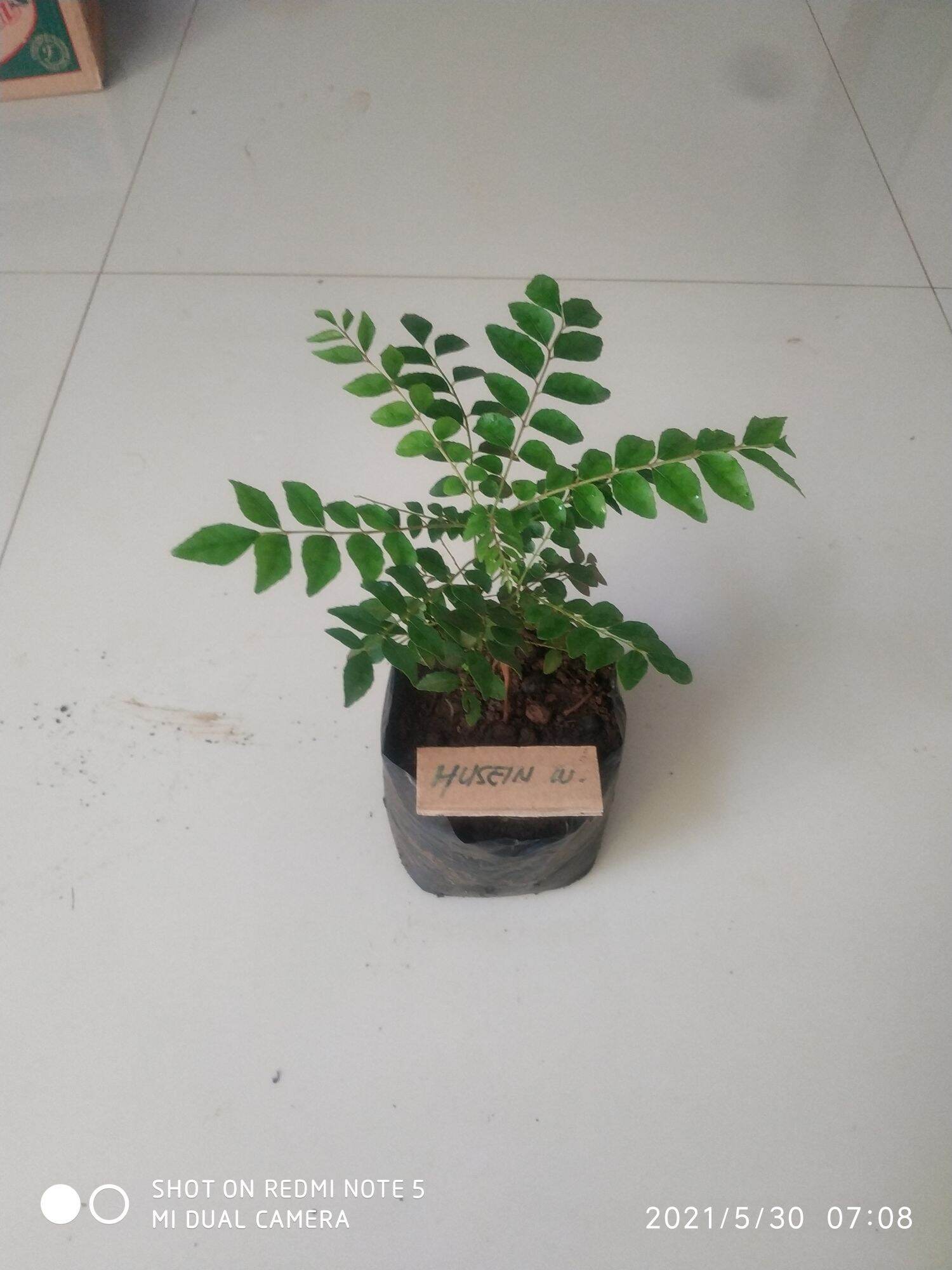 bibit kare tanaman salam Koja pohon kari | Lazada Indonesia