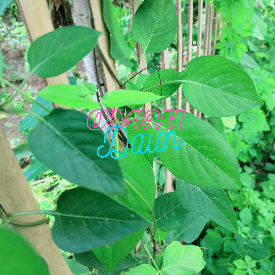 Daun Kesimbukan Segar Petik Saat Order Fresh / Simbukan / Daun Kentut ...