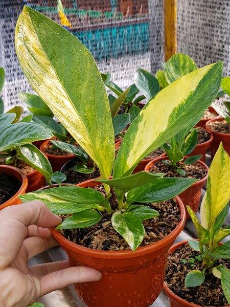 ANTHURIUM JEMANI VARIEGATA/ TANAMAN HIAS ANTORIUM JEMANI VARIEGATA ...