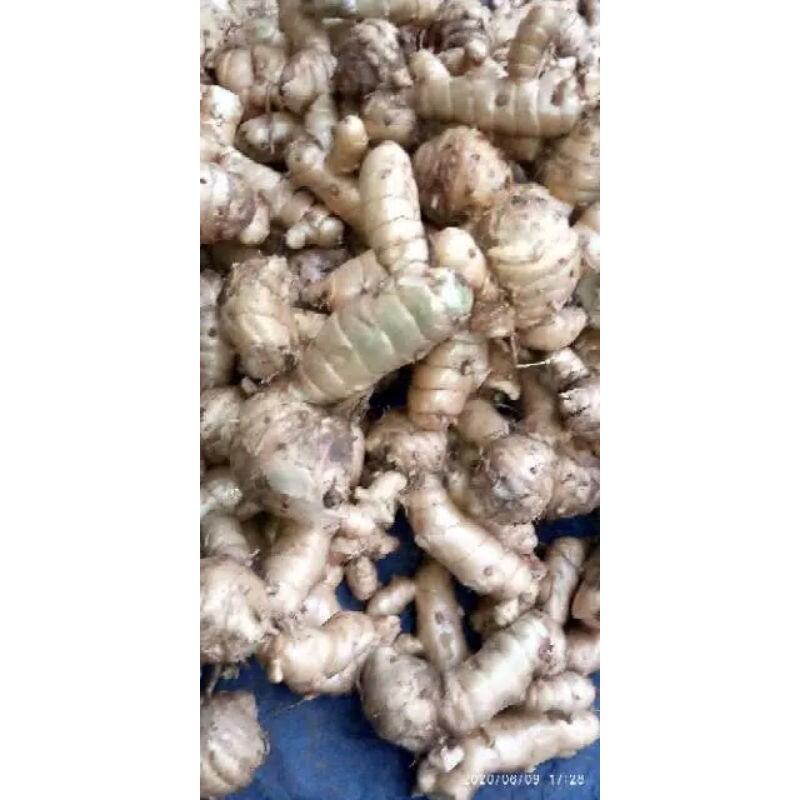 Bibit Tanaman Kunyit Putih Asli Sudah Tumbuh Siap Tanam Temu Putih | Lazada Indonesia