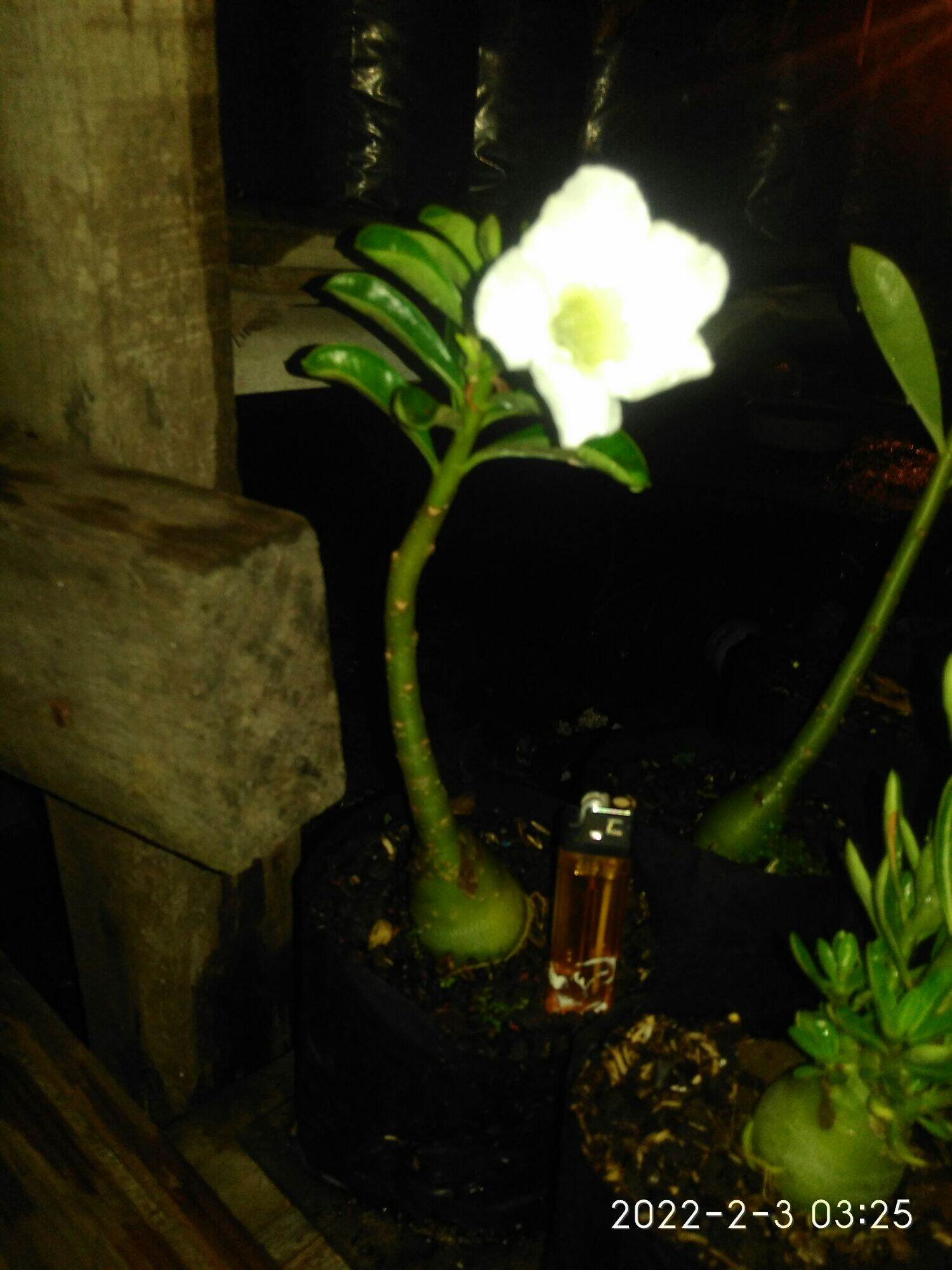 ADENIUM / KAMBOJA JEPANG BUNGA PUTIH SINGLE ORIGINAL DARI BIJI USIA 5-6 ...