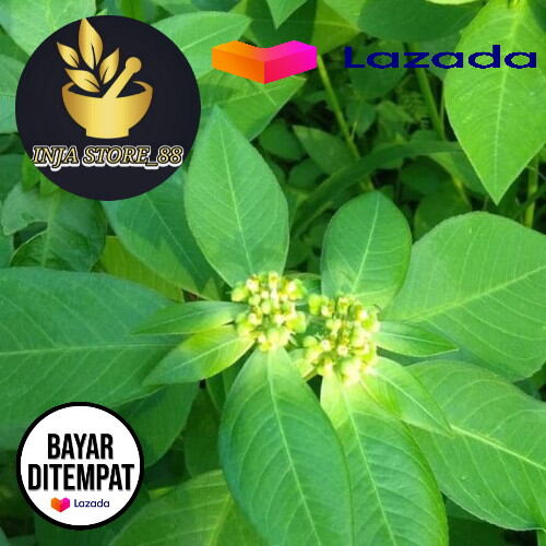 DAUN SENA PEMBEESIH USUS 500GRAM SEGAR DAUN SENA SEGAR | Lazada Indonesia