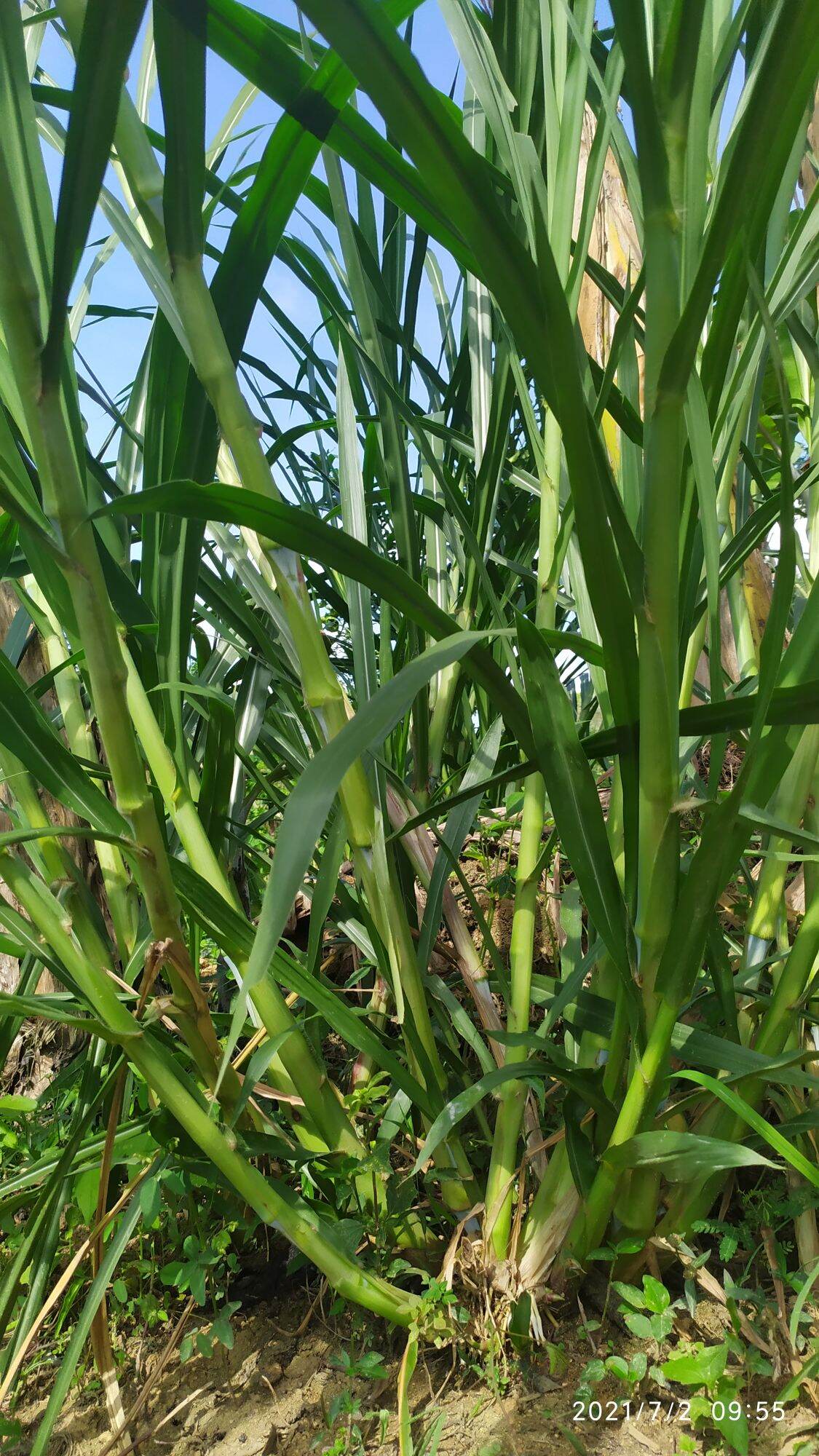 bibit rumput gama umami | Lazada Indonesia