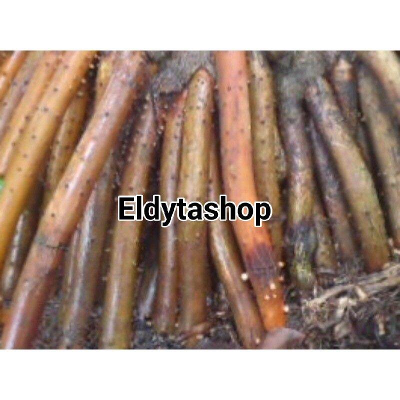 Akar pinang / akar jambe 1kg | Lazada Indonesia