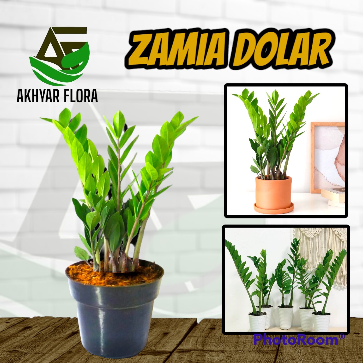 Tanaman Hias Zamia Dolar Tanaman Hias Indoor | Lazada Indonesia
