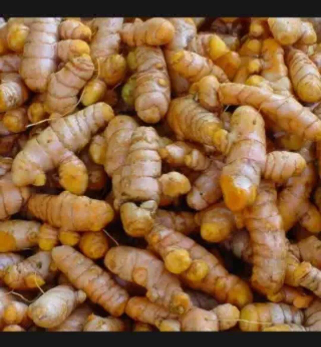 kunyit segar bumbu masak 1 kg | Lazada Indonesia