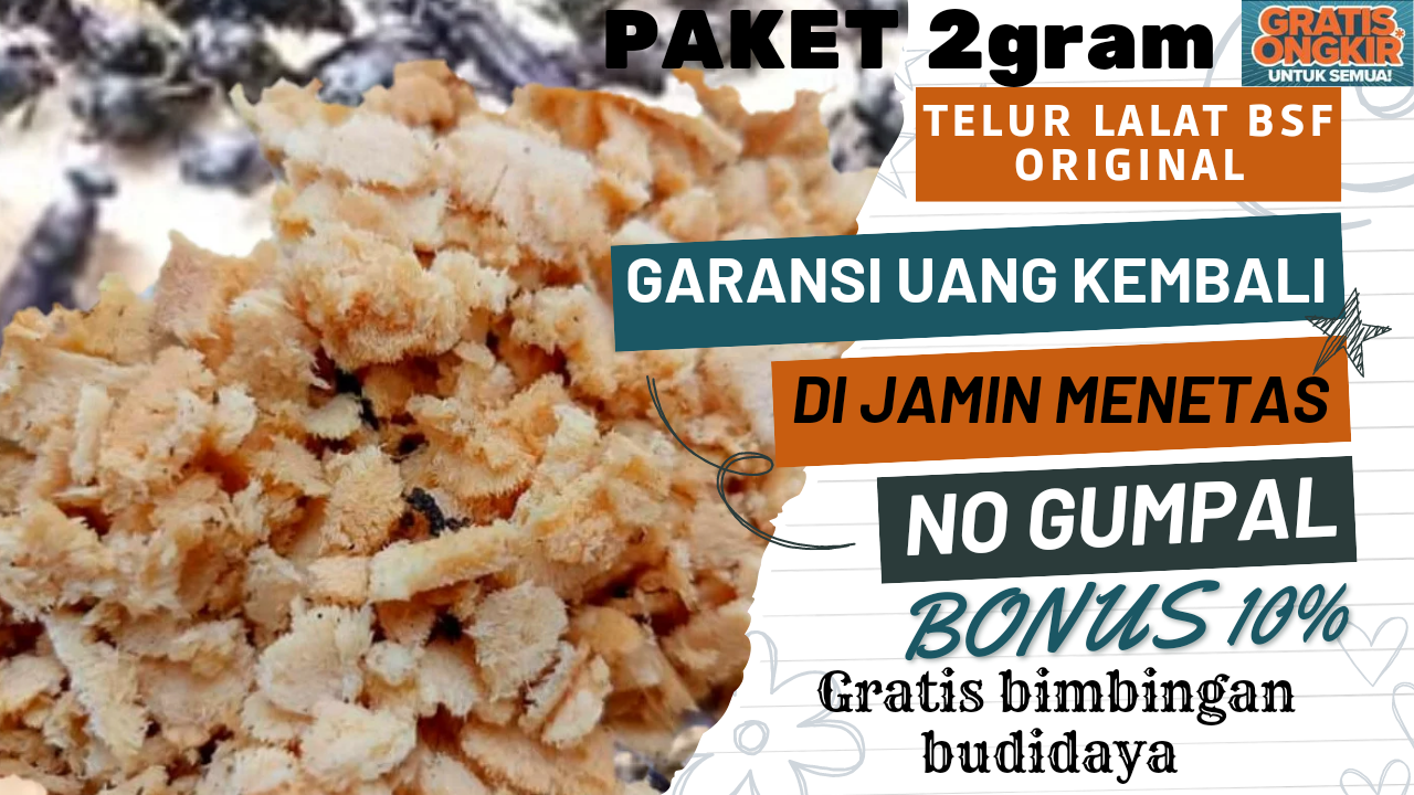 telur bsf termurah paket 2gram telur maggot bsf original telur lalat ...