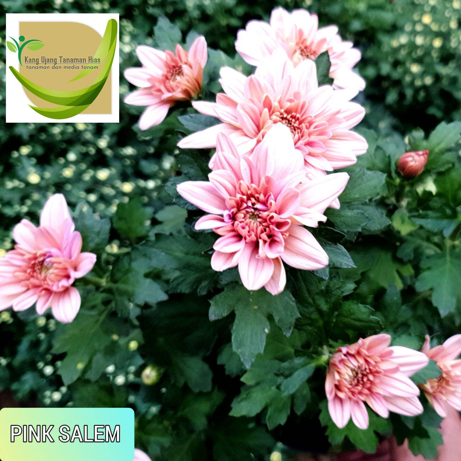 TANAMAN HIDUP | BUNGA KRISAN ASTER ( Free Cara perawatan dan Pupuk ) BAYAR DITEMPAT | COD ...