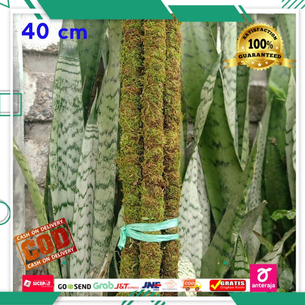 turus lumut batang bambu penyangga tanaman 100cm | Lazada Indonesia