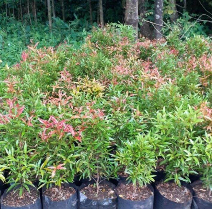 Tanaman pucuk merah / Hiasan taman / Teras rumah - Pohon pucuk Merah ...