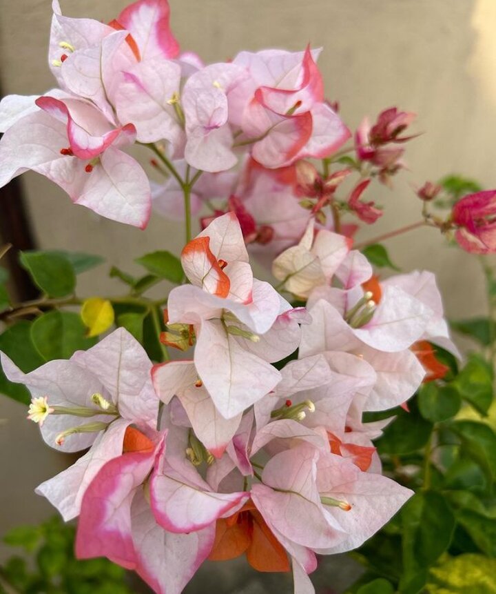 Jenis terbaru Bugenvil jenis Maharani | Lazada Indonesia