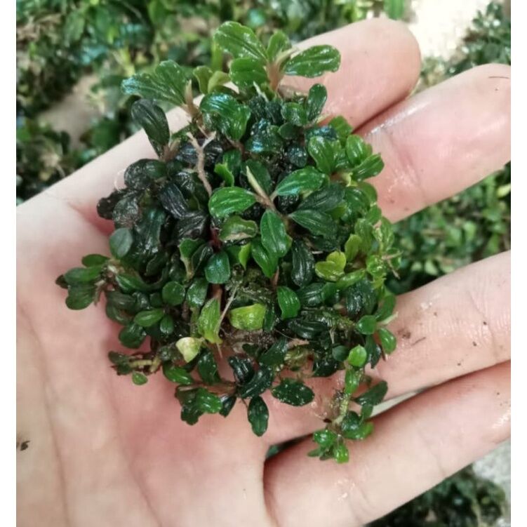 Bucephalandra supermini phantom porsi clump kecil tanaman aquascape ...
