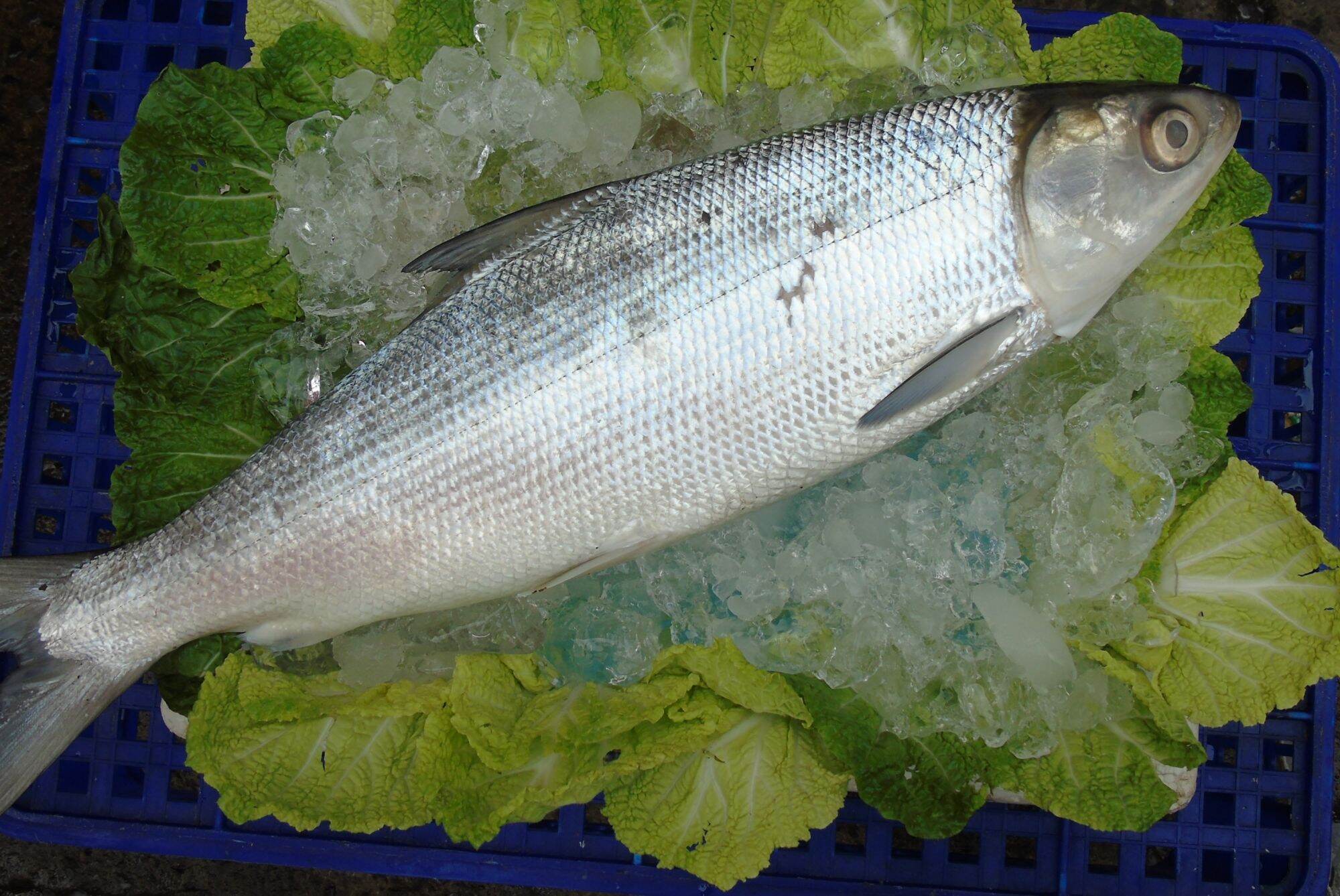 ikan bandeng besar segar | Lazada Indonesia