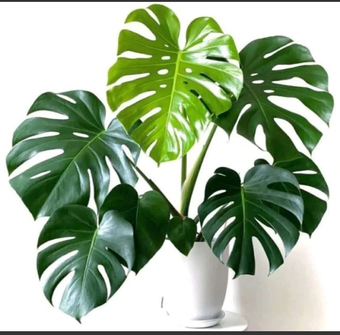 tanaman hias monstera king 3-5 daun | Lazada Indonesia