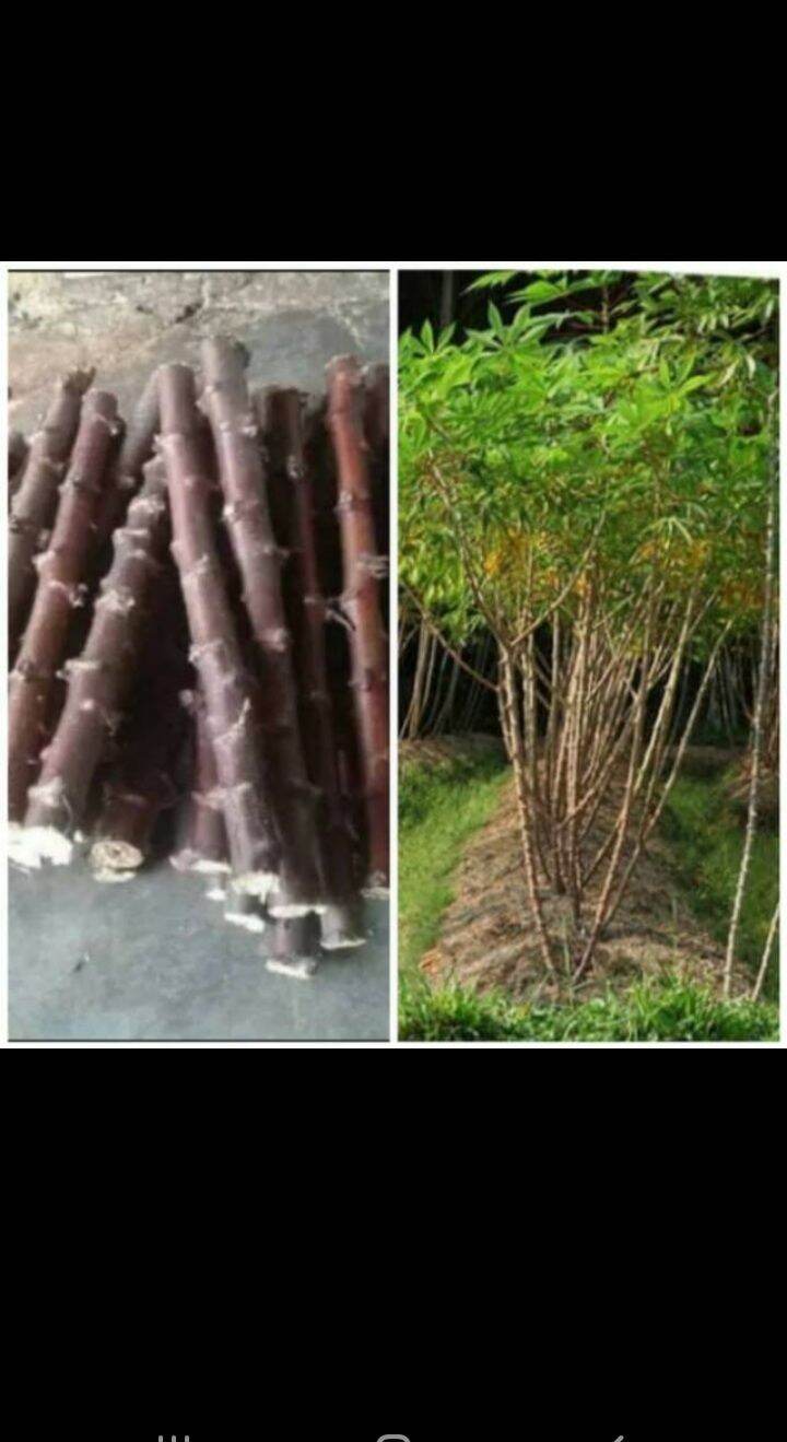 Stek Batang Ubi Singkong Mentega 10Pcs | Lazada Indonesia