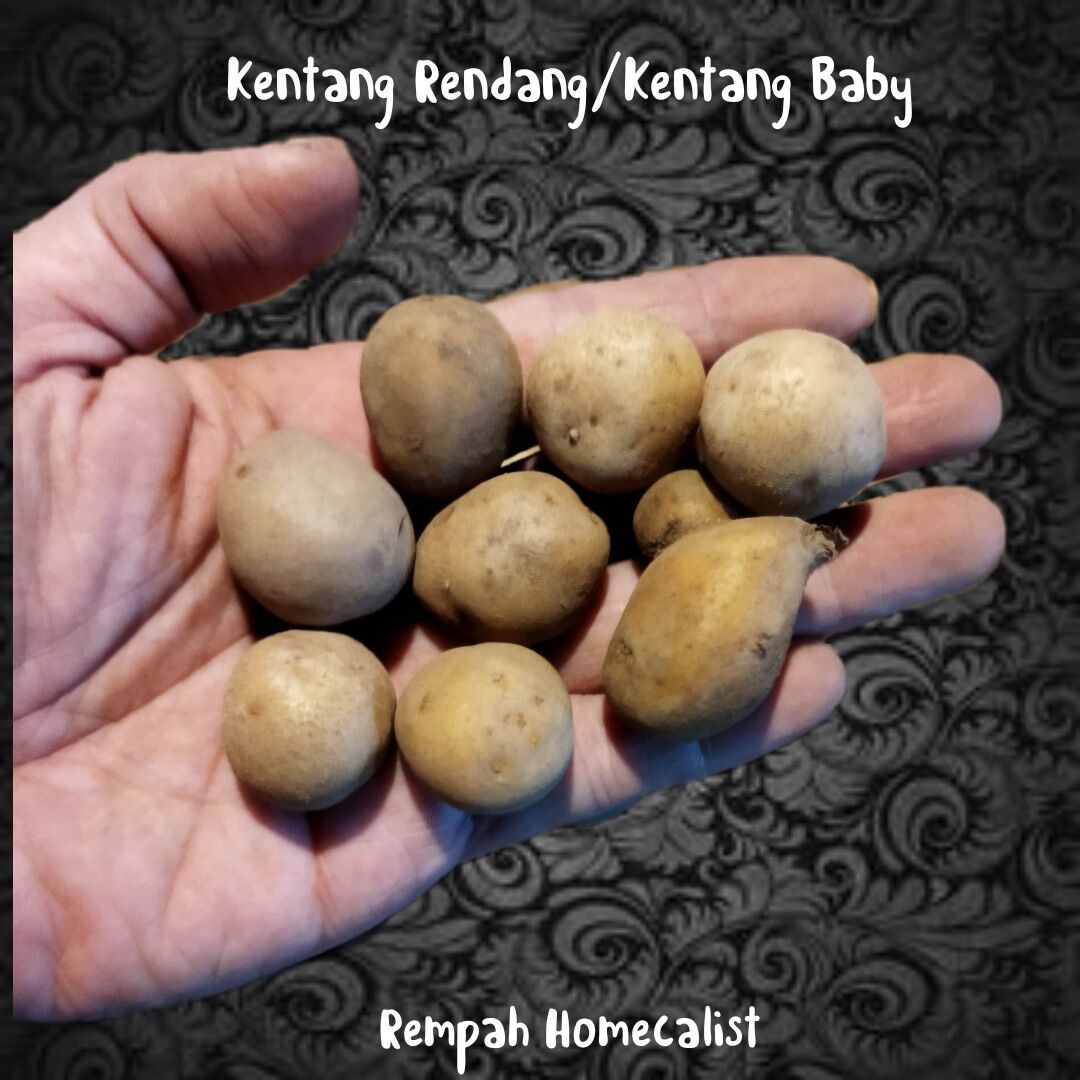 Kentang Rendang 1kg Kentang Baby | Lazada Indonesia