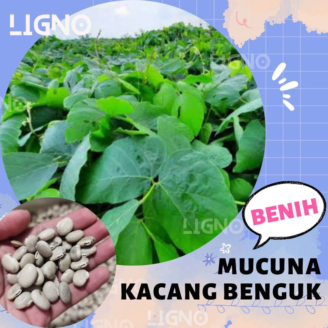 MUCUNA COCHINCHINENSIS (isi-50) - Benuh Kacang Benguk MC | Lazada Indonesia