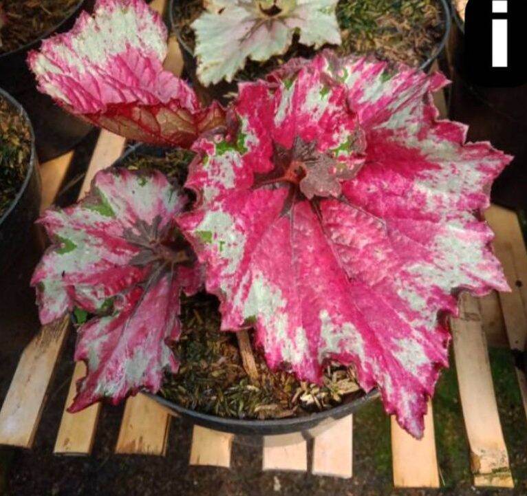 Bunga Tanaman Hias Begonia Keong Pink aka Begonia Tapak Dewa | Lazada ...