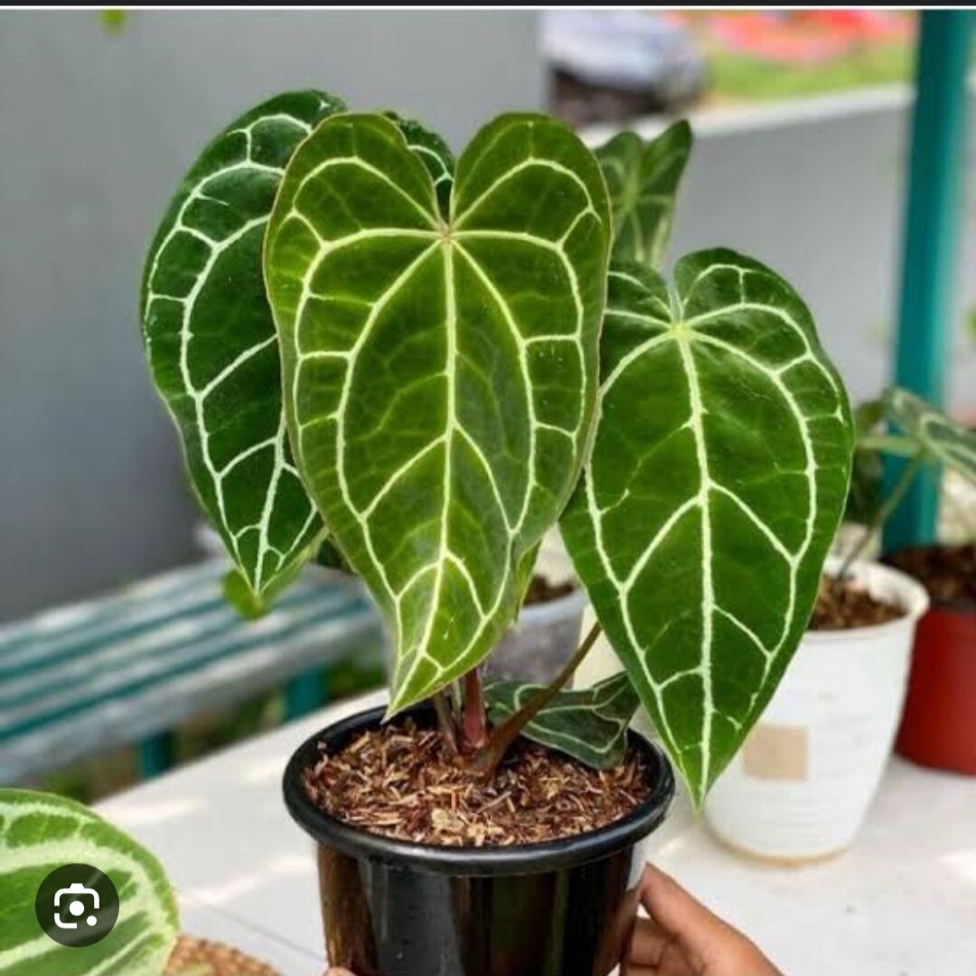 Anthurium Crystallinum || Tanaman hias Kuping Gajah | Lazada Indonesia