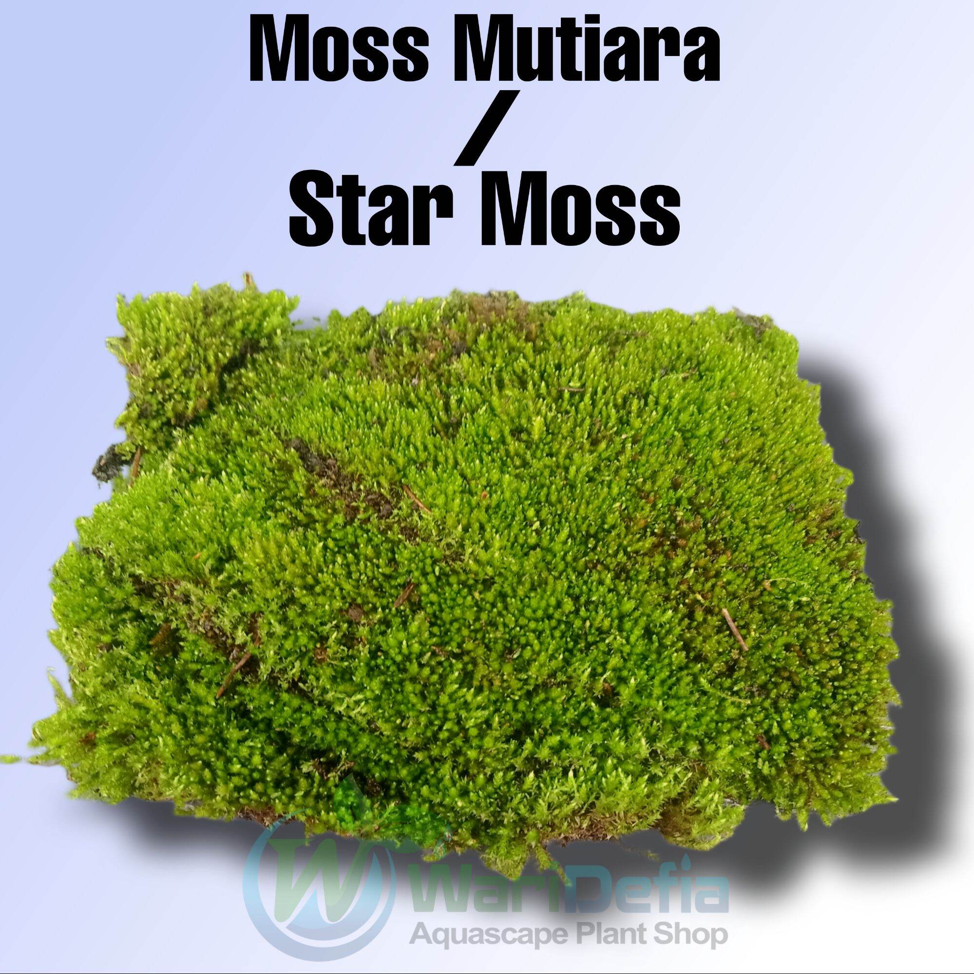 Moss Mutiara / Star Moss Paludarium 10x10 Cm | Lazada Indonesia