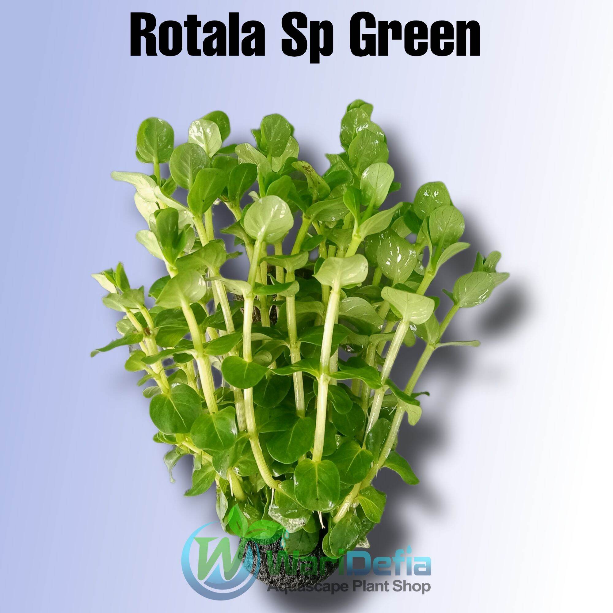 Rotala Sp Green Tanaman Aquascape Wabikusa | Lazada Indonesia