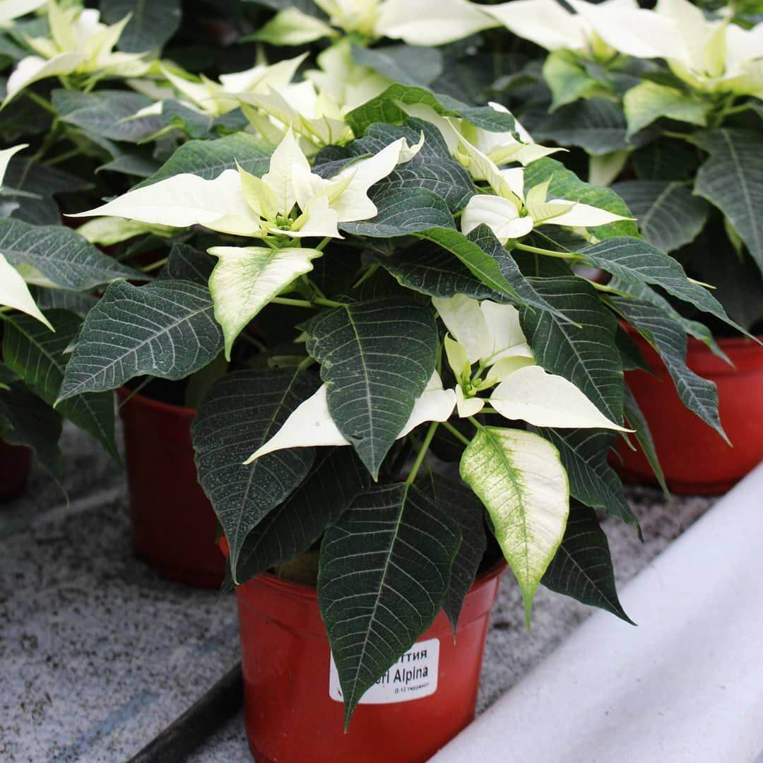 TANAMAN HIDUP | BUNGA KATSUBA , KATUSBA , KASTUBA ( 1POT ) | Lazada ...