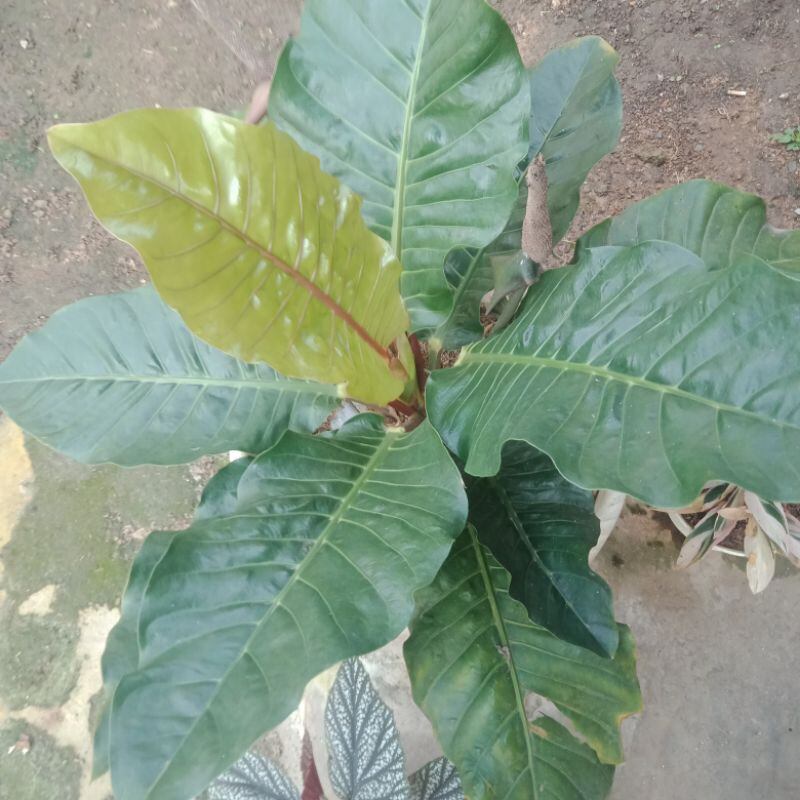 anthurium hokeri tulang merah | Lazada Indonesia