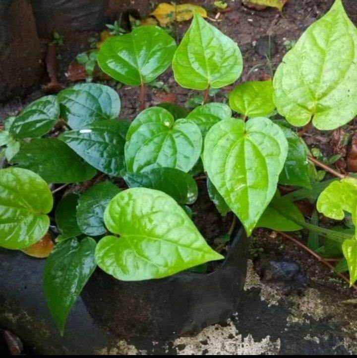 pohon sirih hijau- sirih obat | Lazada Indonesia