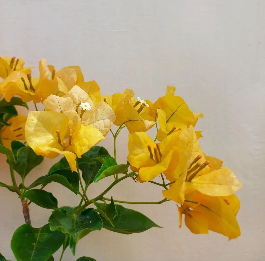 BIBIT TANAMAN HIAS BUGENVIL BUNGA KERTAS BOUGENVILLE MONALISA KUNING ...