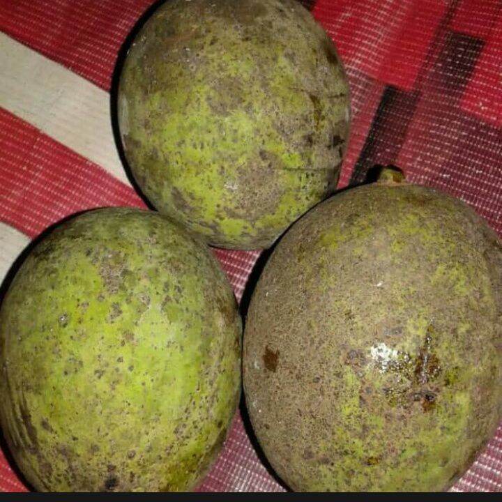 Buah pakel khas pegunungan buah petis 1kg | Lazada Indonesia