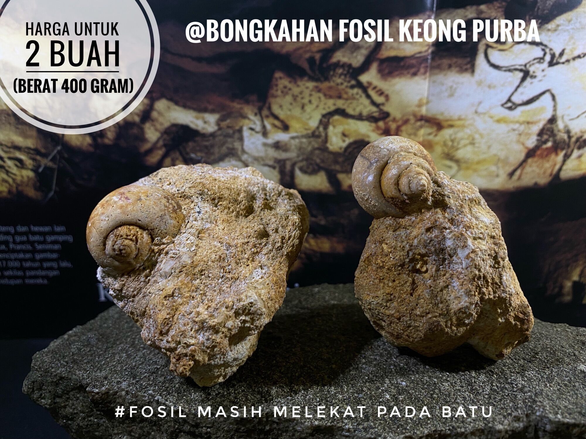 Bongkahan Fosil Keong Temuan B9 atau Fossil Gastropoda atau Fosil ...