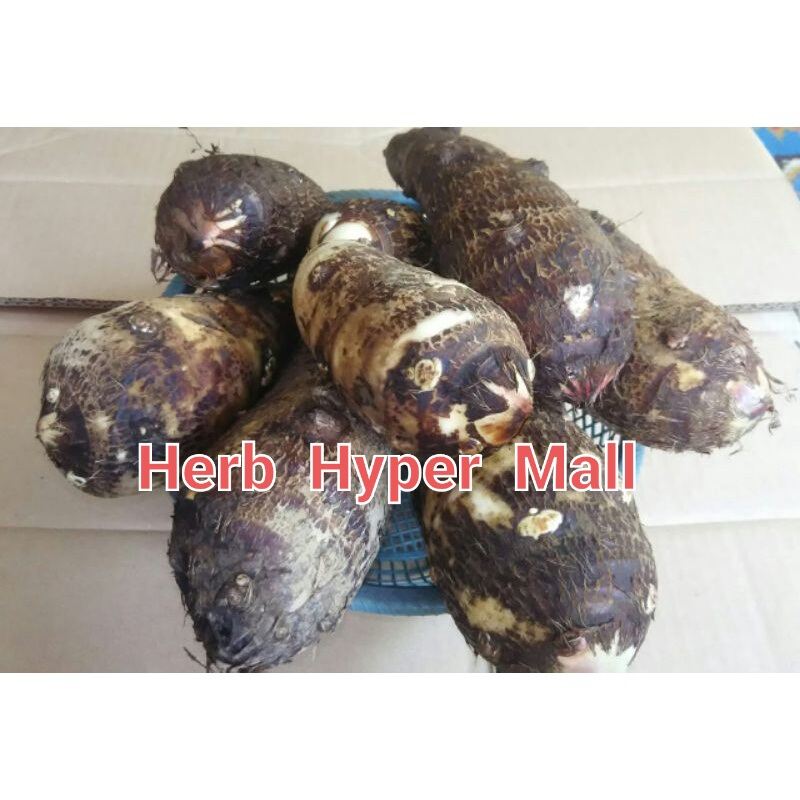 TALAS BELITUNG/KIMPUL PULEN 1kg | Lazada Indonesia