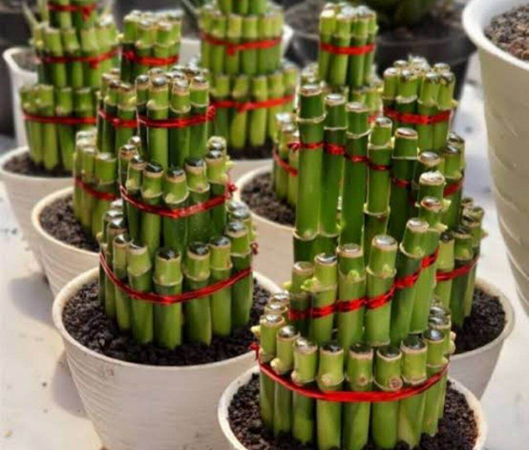 bambu hoki 3 susun/tanaman hias bambu hoki/tanaman hidup bambu hoki/COD ...