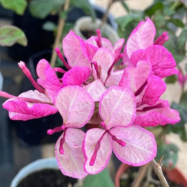 Bugenvil Black Maria id baru daun hitam | Lazada Indonesia