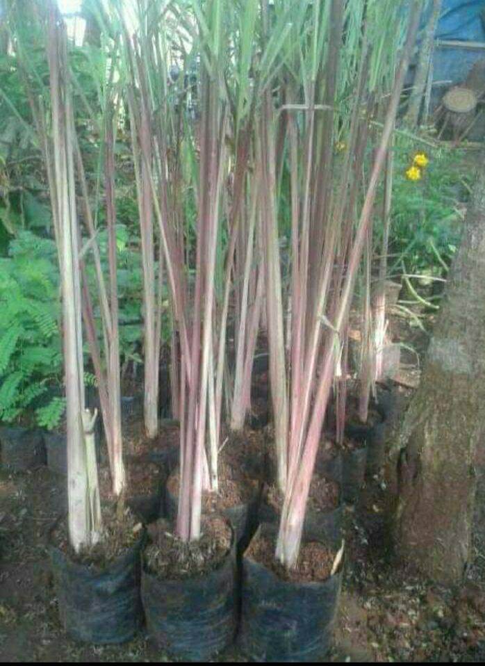 sereh merah asli | Lazada Indonesia