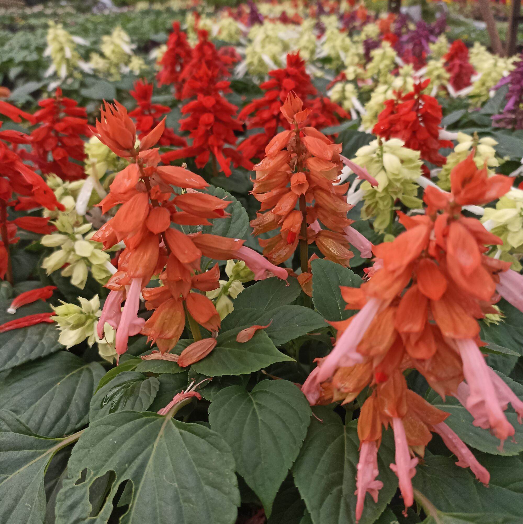 BUNGA SELVIA TANAMAN HIAS CANTIK | Lazada Indonesia