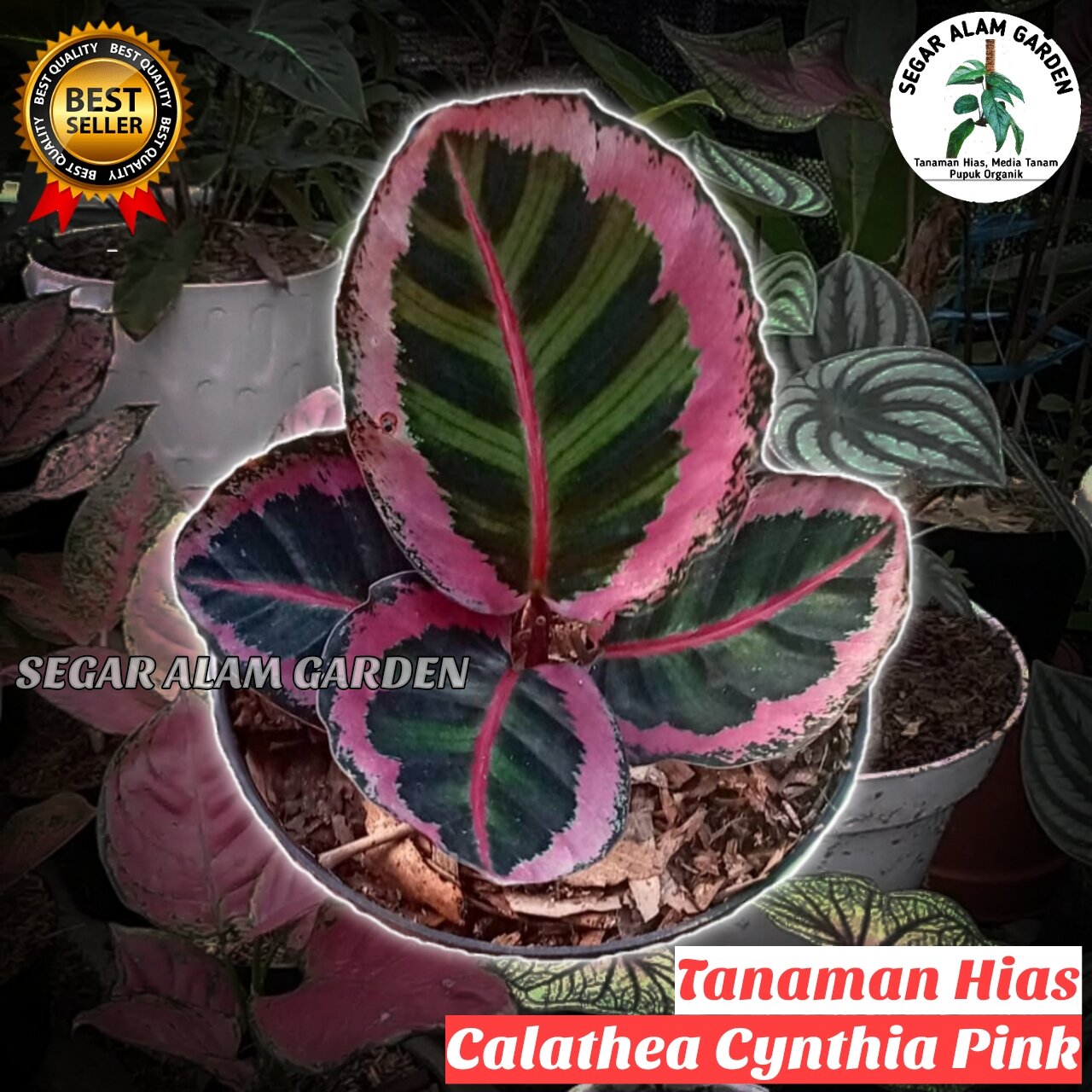 Tanaman Hias Calathea Cynthia Pink ANAKAN | Lazada Indonesia