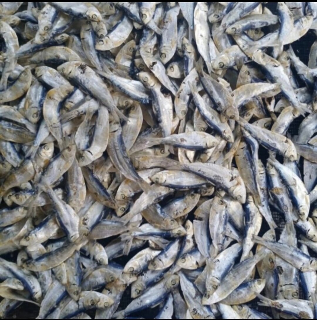 IKAN ASIN BILIS / BILIS ASIN / NINIS TANJAN SEGAR NON PENGAWET 250 dan ...