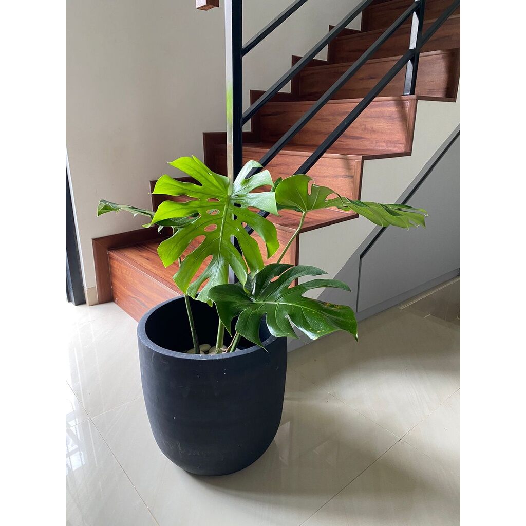 POT BUNGA TANAMAN MODEL TERASO BESAR DAN JUMBO MODEL CAPSUL | Lazada ...